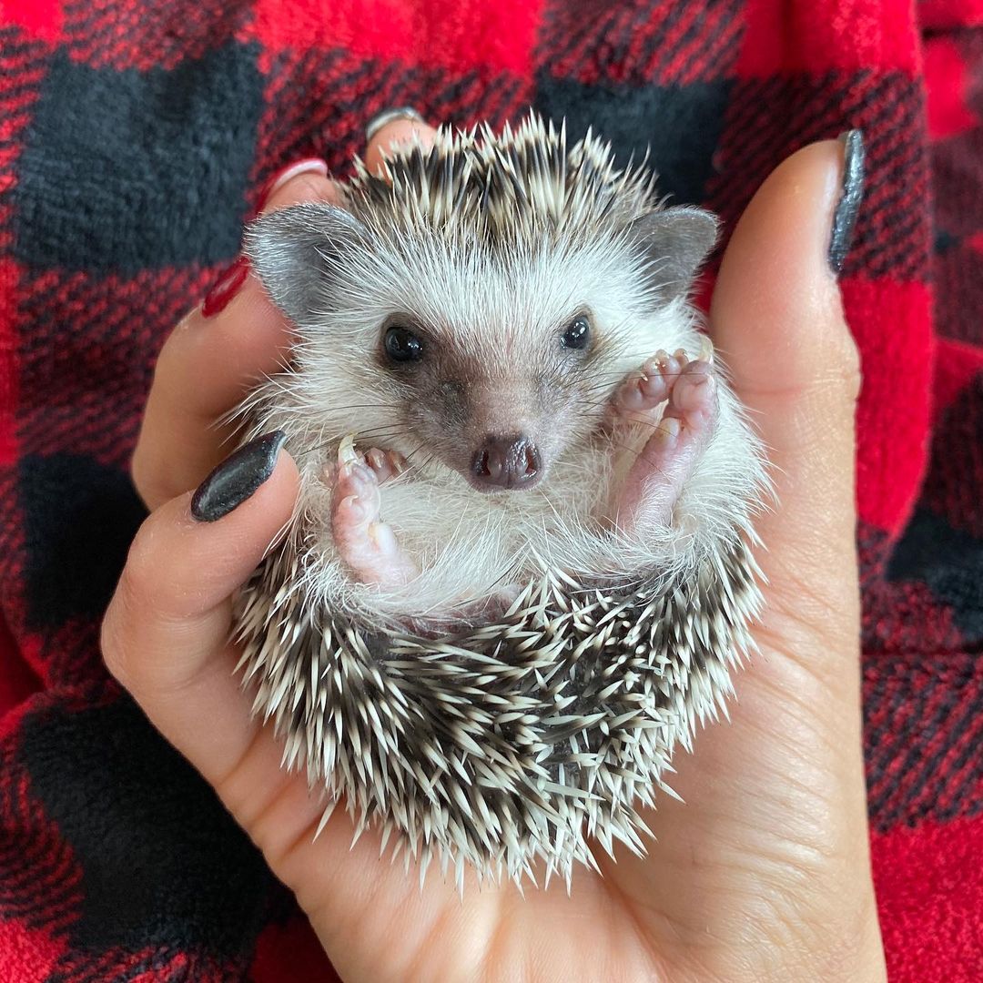 Hedgehogs For Sale – Royal Hedgies