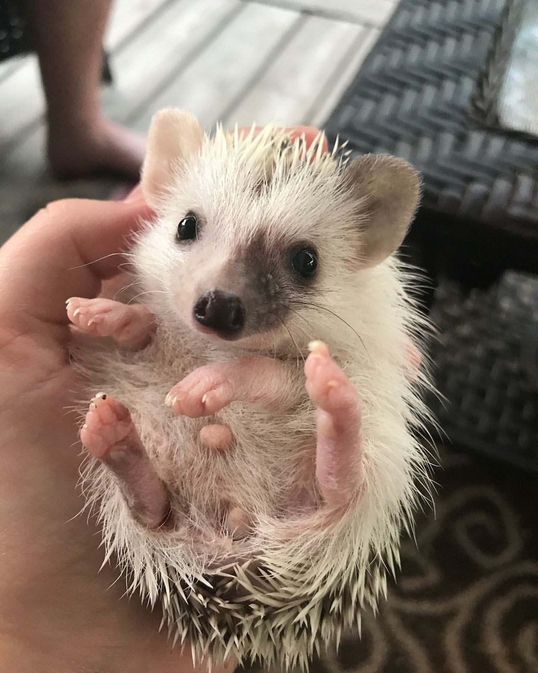 Hedgehogs For Sale! 100% Healthy And 100% Trained For Homes