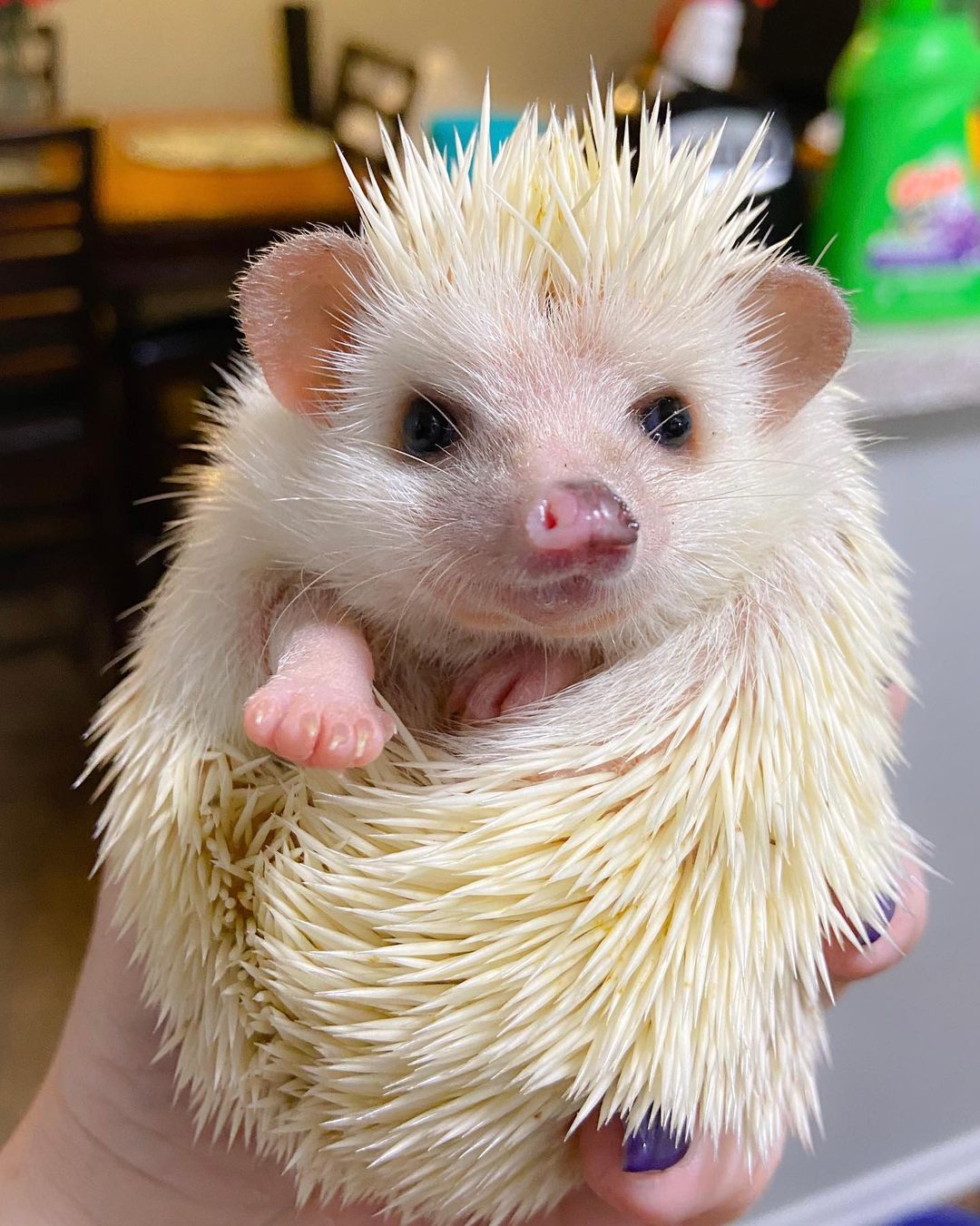 Hedgehog for sale - Royal Hedgies