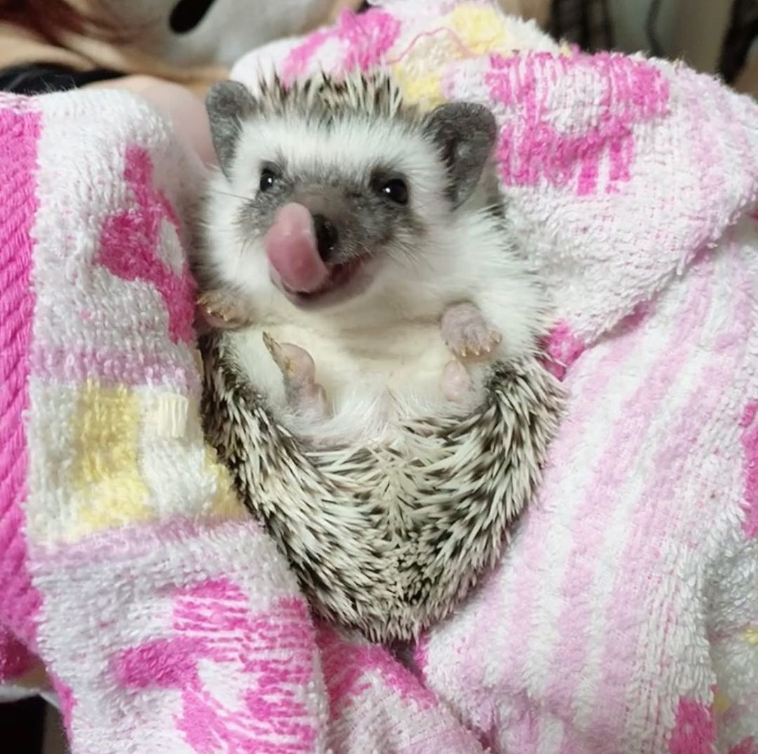 Hedgehog for sale - Royal Hedgies