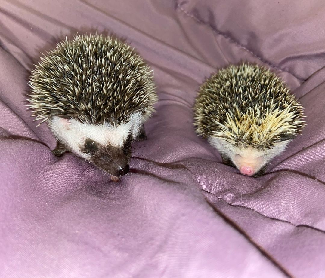 Hedgehogs For Sale! 100% Healthy And 100% Trained For Homes