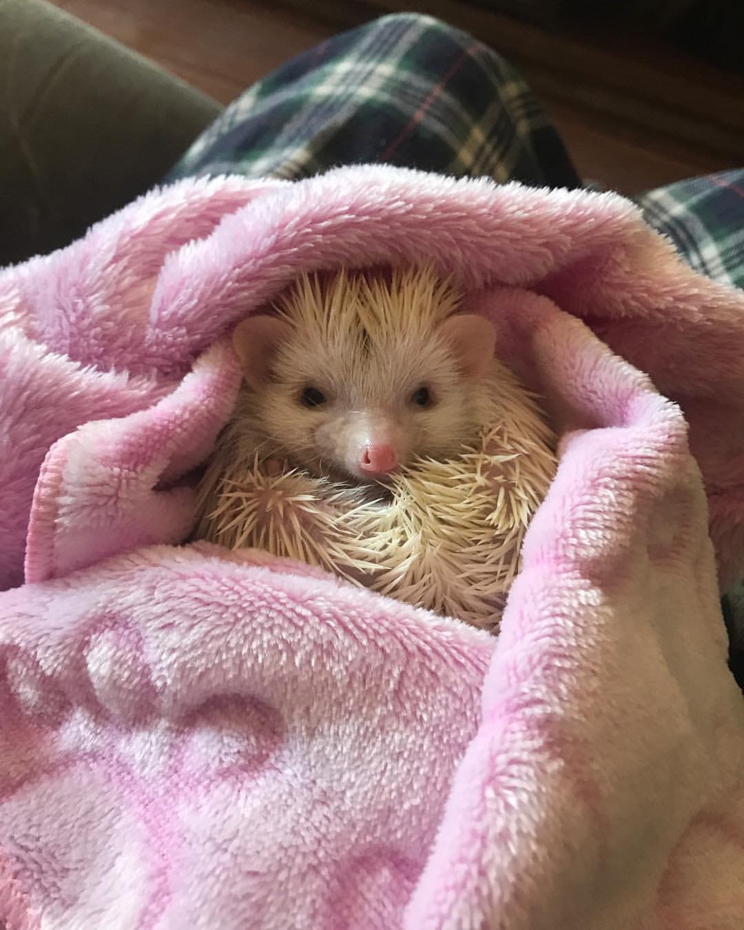 Hedgehogs For Sale! 100% Healthy And 100% Trained For Homes