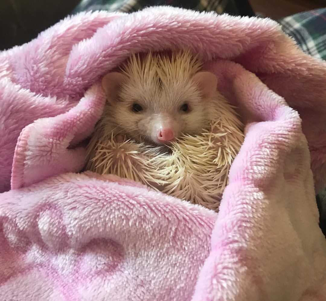Home - Royal Hedgies