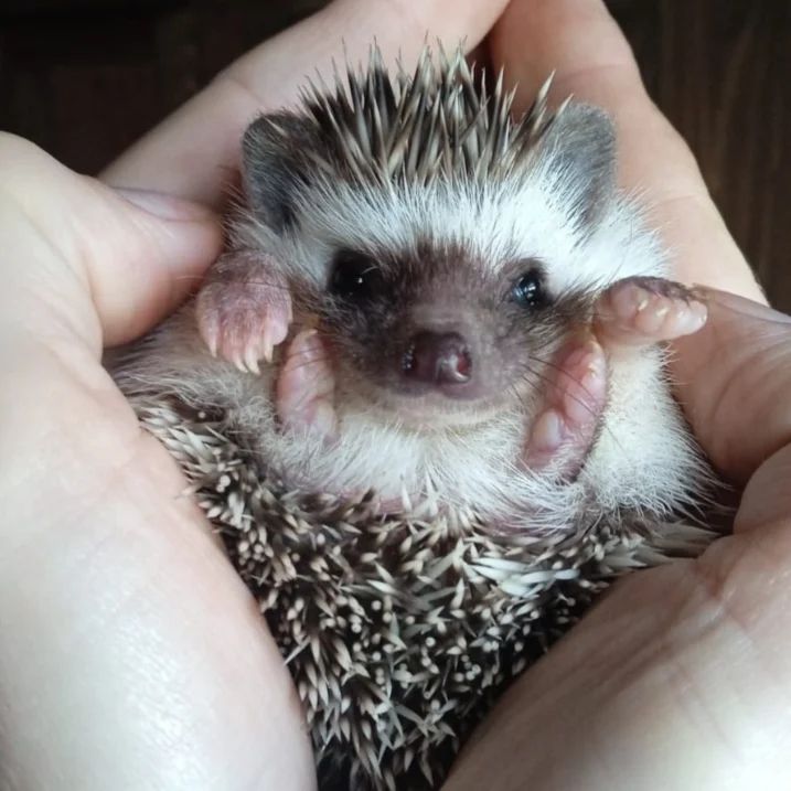Hedgehogs For Sale! 100% Healthy And 100% Trained For Homes