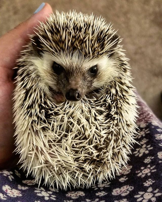 Home - Royal Hedgies