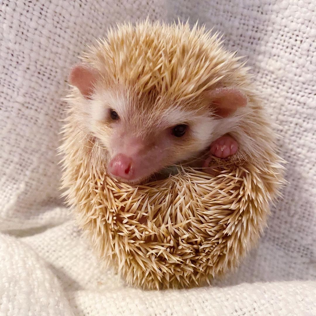 Hedgehog for sale - Royal Hedgies